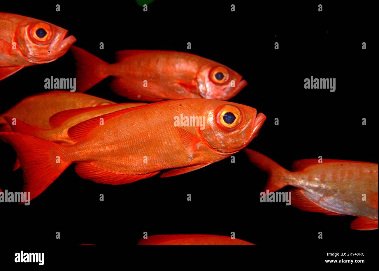 Lunar-tailed Common Bigeye (Priacanthus hamrur), Bigeye, Crescent-tail ...