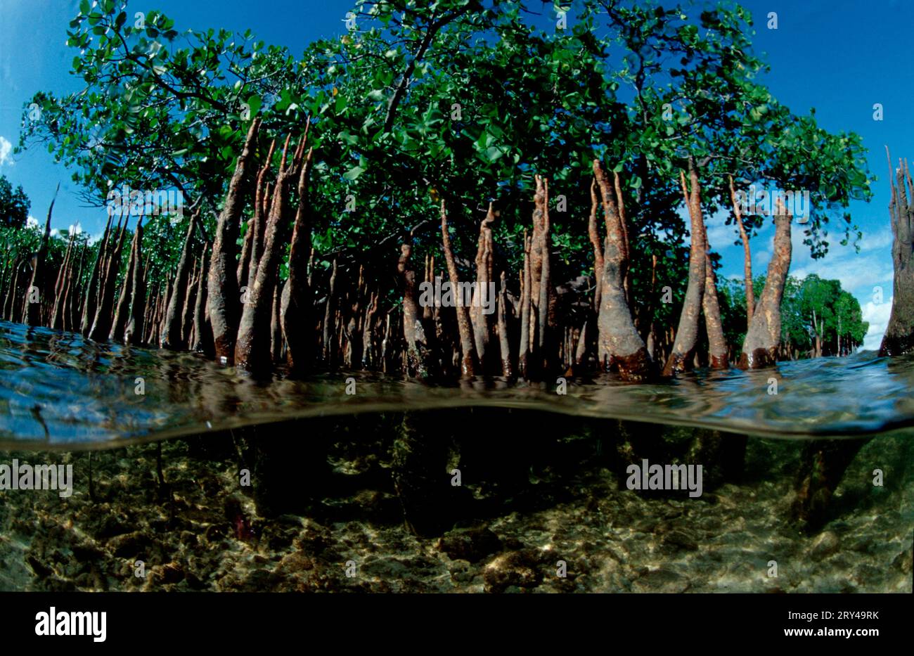 Mangrove forest from the waterside, Papua New-Guinea, Mangrove forest ...