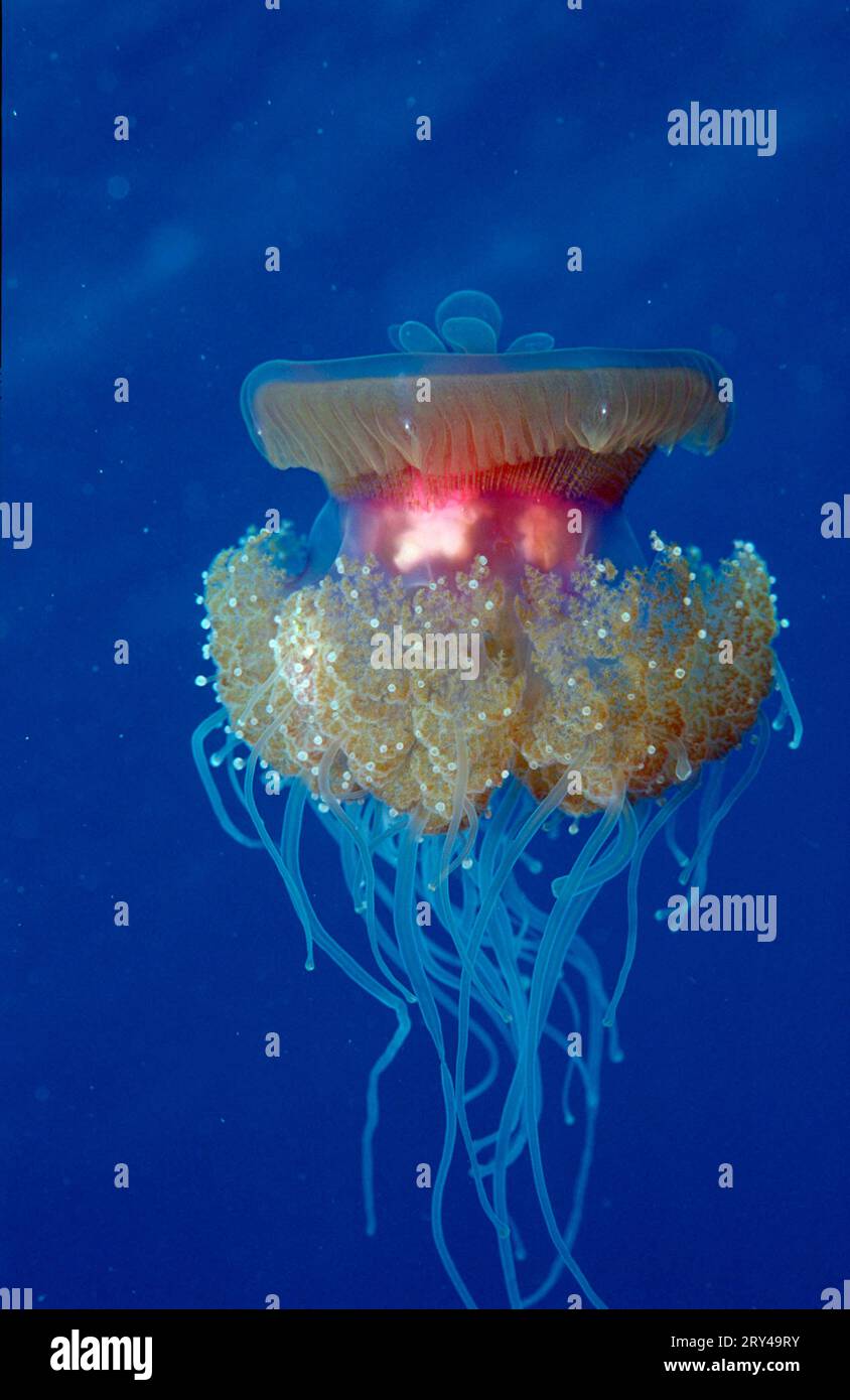 Crown Jellyfish (Netrostoma setouchina), Other animals, other animals ...