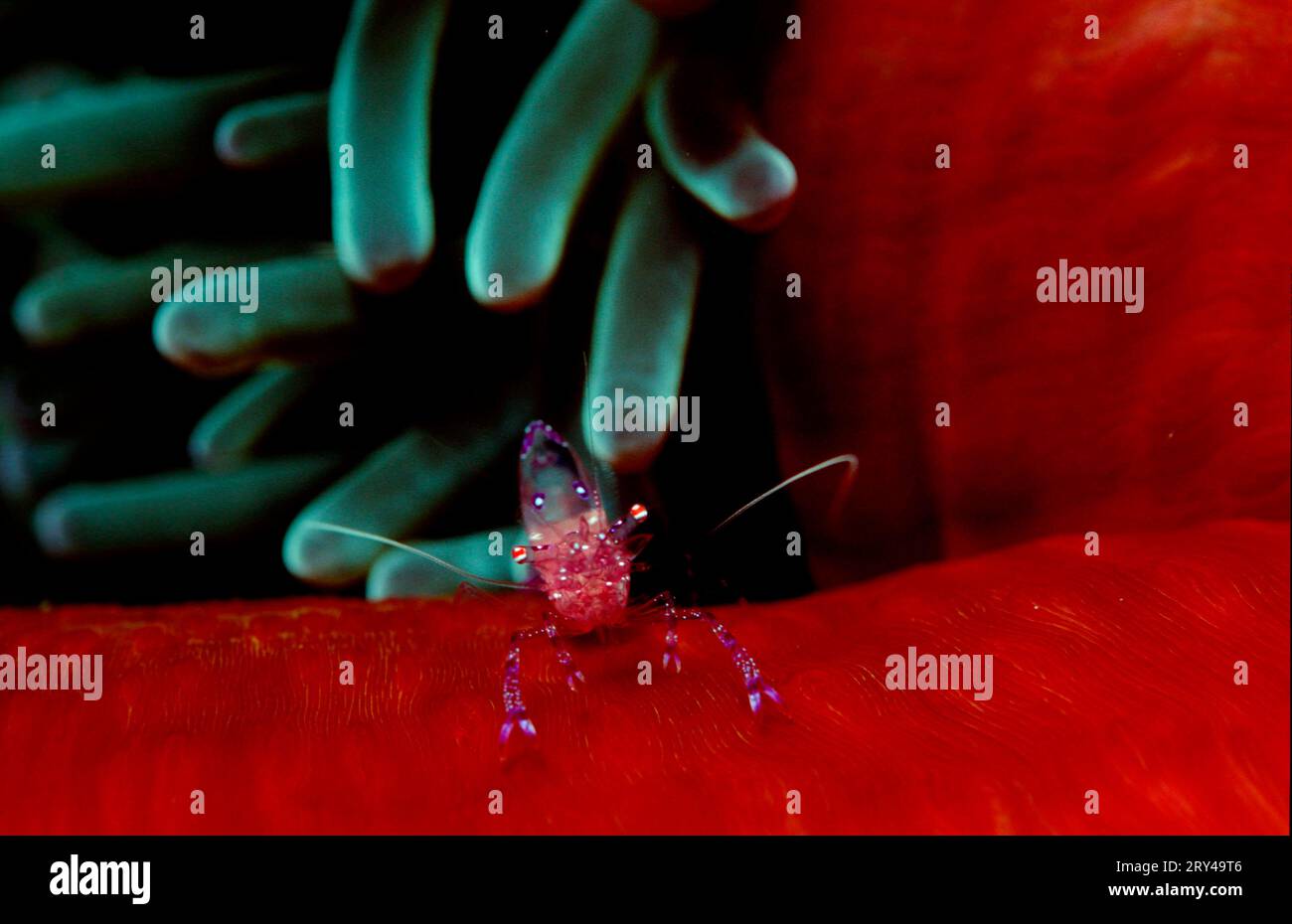 Anemon shrimp hi-res stock photography and images - Alamy