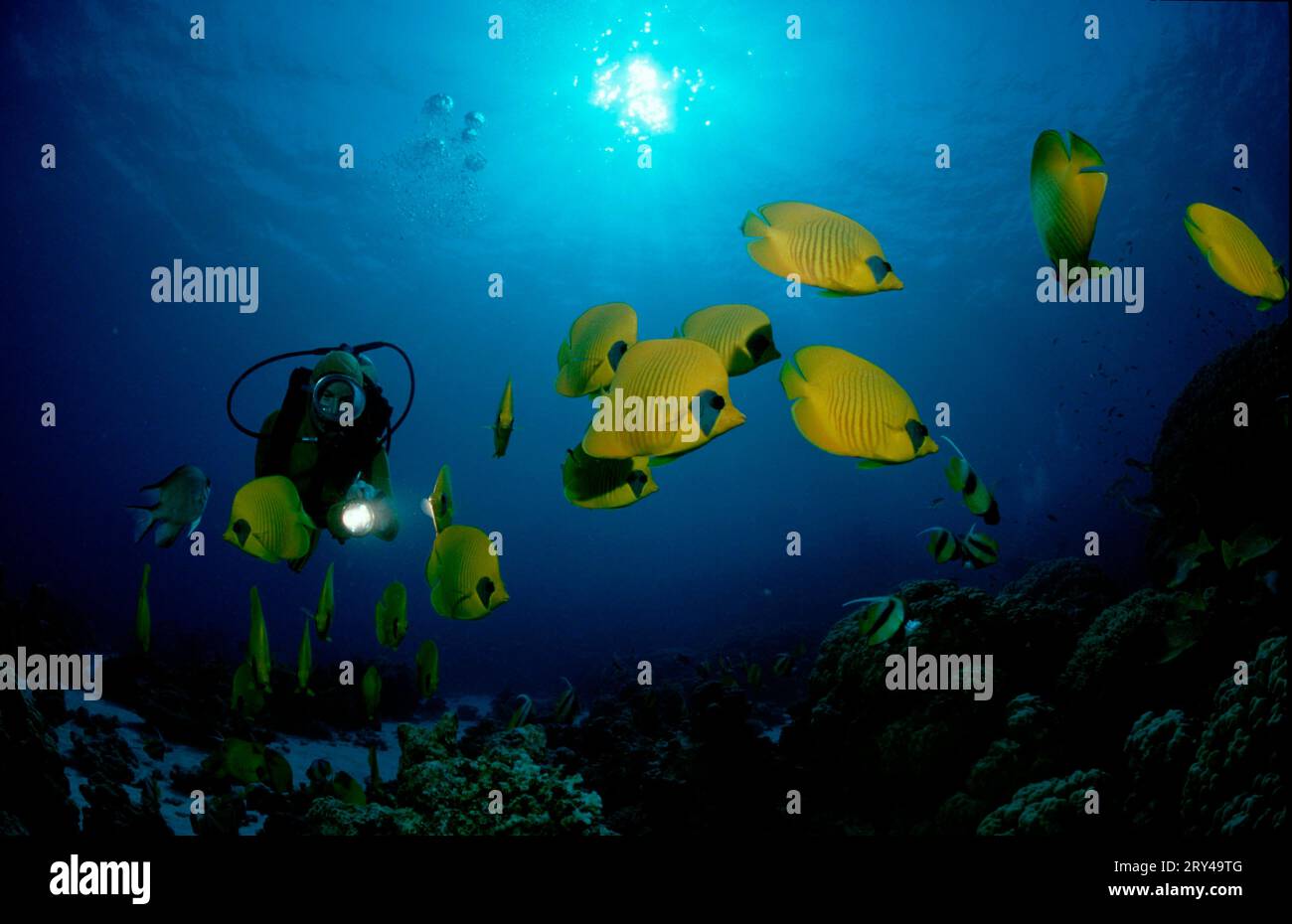 Masked Butterfly Fish and diver, Red Sea, Bluecheek butterflyfishes ...