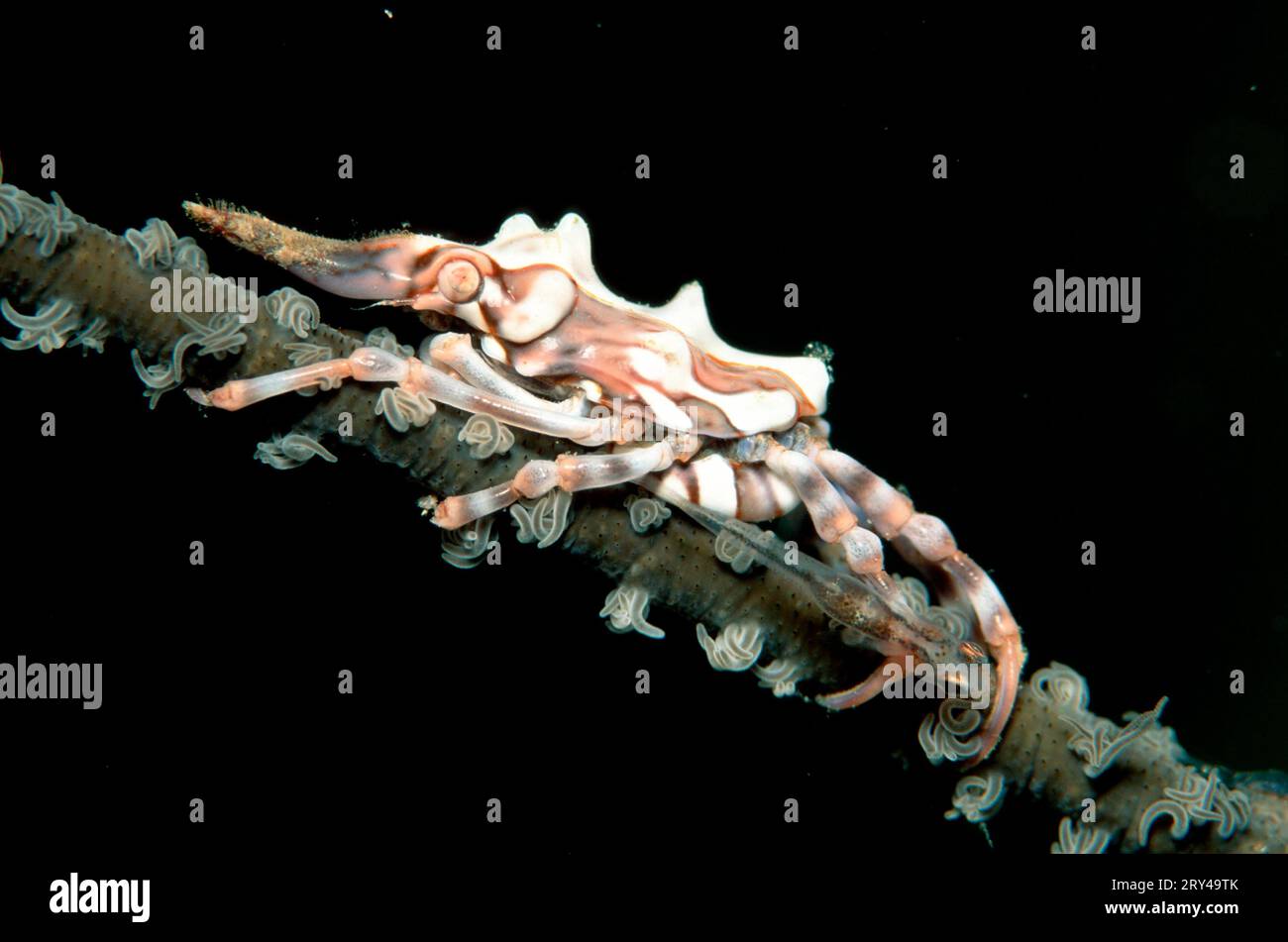 Conical Crab (Xenocarcinus tuberculatus Stock Photo - Alamy