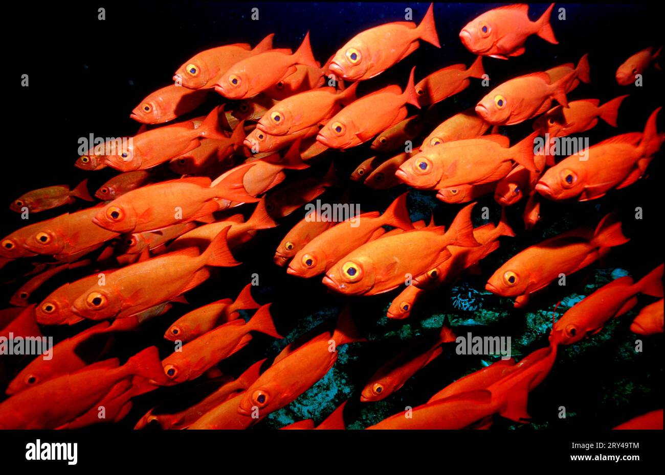 Orange fische hi-res stock photography and images - Alamy