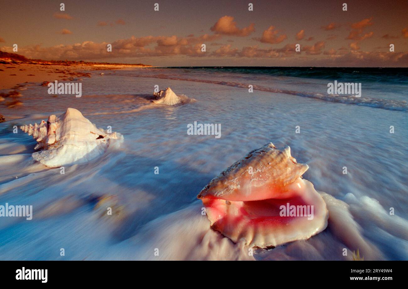 Sea snail shells on the beach, Caribbean, snail shells Stock Photo - Alamy