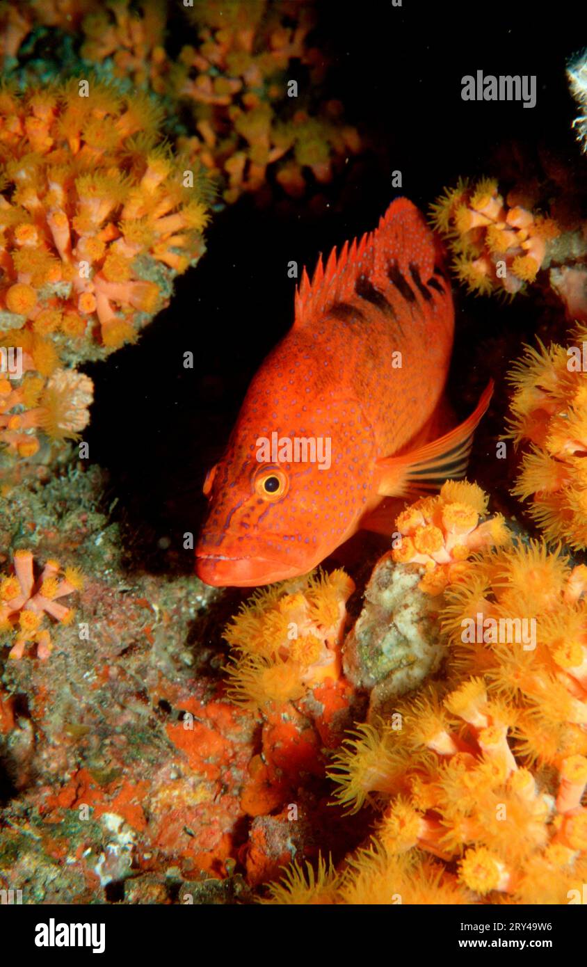 Six stripe grouper hi-res stock photography and images - Alamy