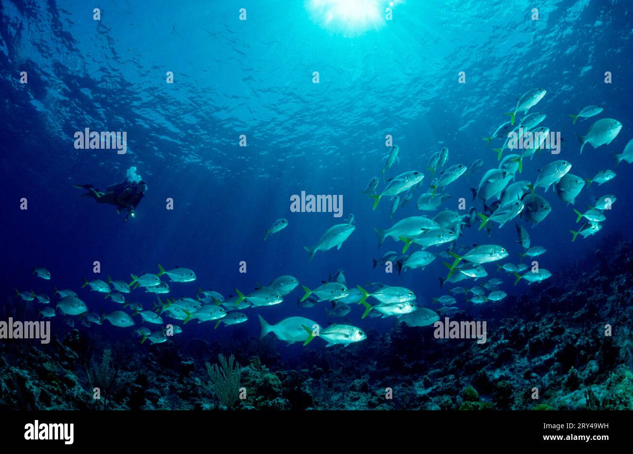 Bigeye Trevallies (Caranx sexfasciatus) and diver (Caranx elacate ...