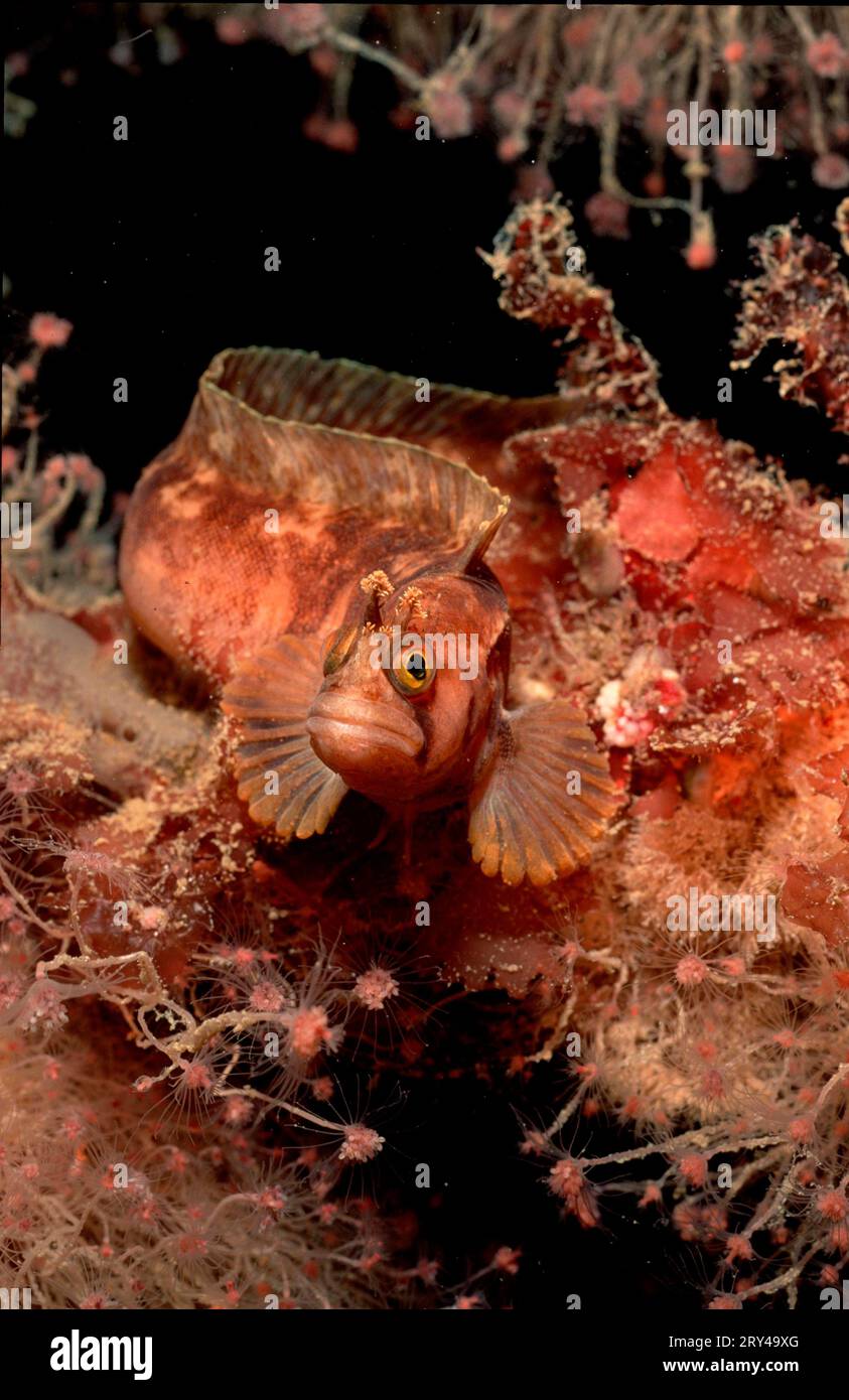 North atlantic pout hi-res stock photography and images - Alamy