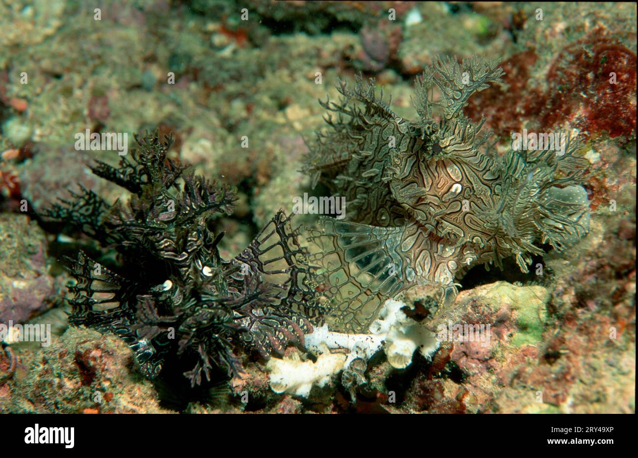 Merlets scorpionfish hi-res stock photography and images - Alamy