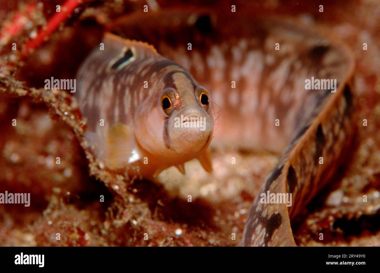 Eelpout fish hi-res stock photography and images - Alamy