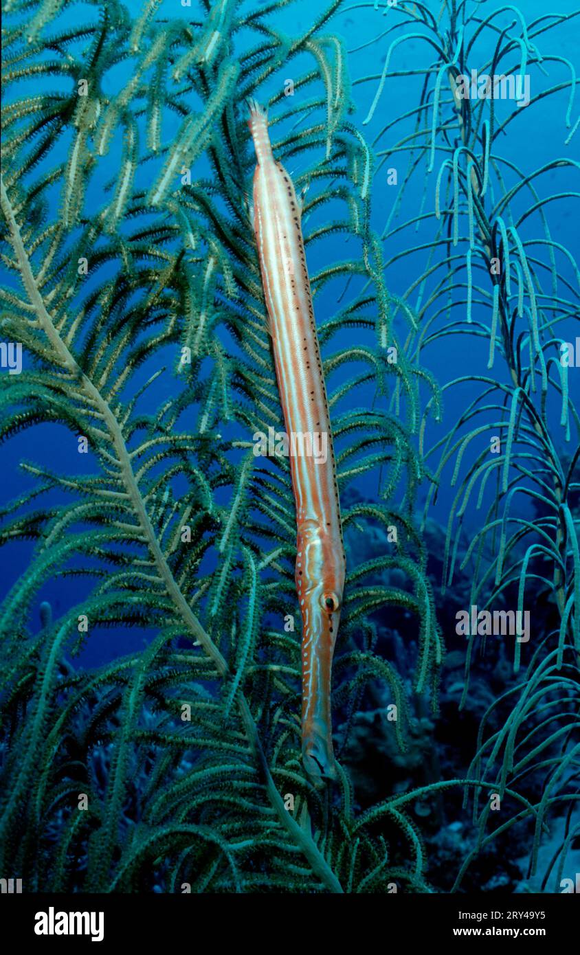 West Atlantic trumpetfish (Pisces) (Aulostomus maculatus), Trumpetfish ...