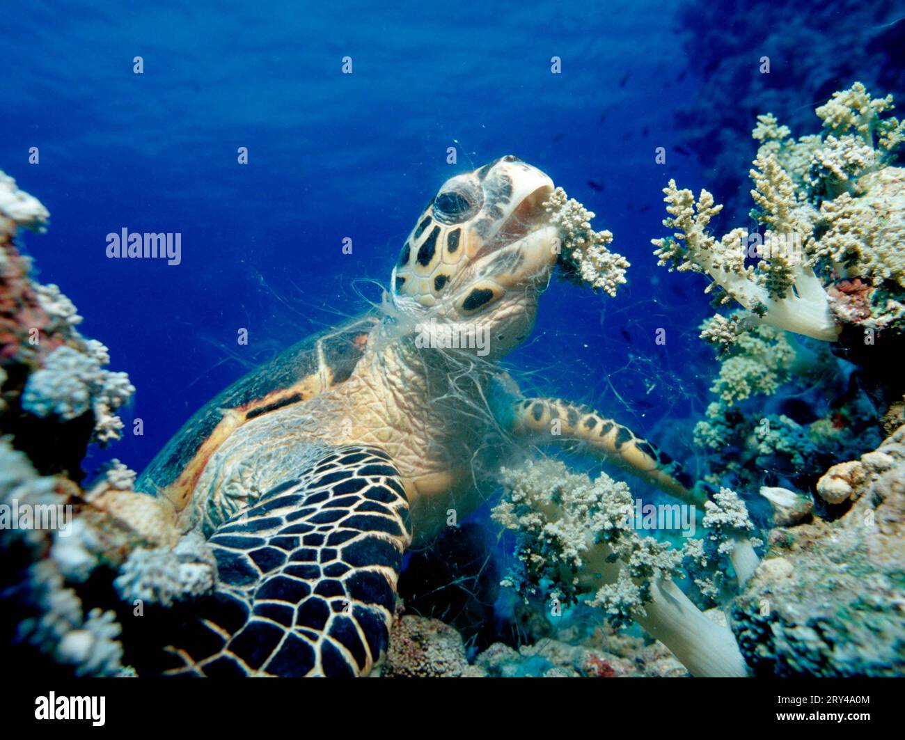 Hawksbill sea turtle (Eretmochelys imbricata) eats coral, Hawksbill ...