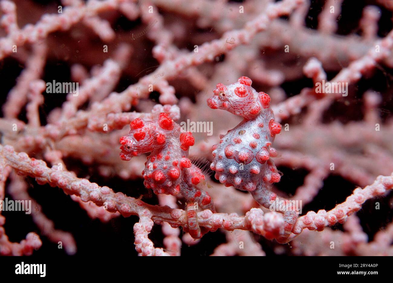 Pygmy Seahorses (Hippocampus bargibanti), Komodo national park ...