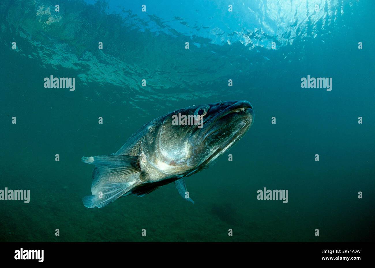Pike-perch (Sander lucioperca), Zander Bayern, Andere Tiere, other ...
