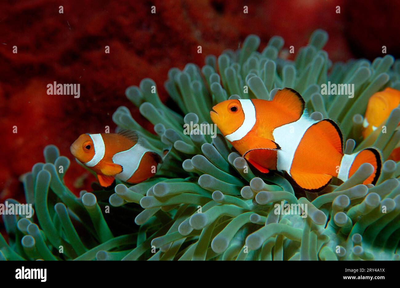 Ocellaris Clownfish (Amphiprion ocellaris), Orange roughy, Clownfish ...