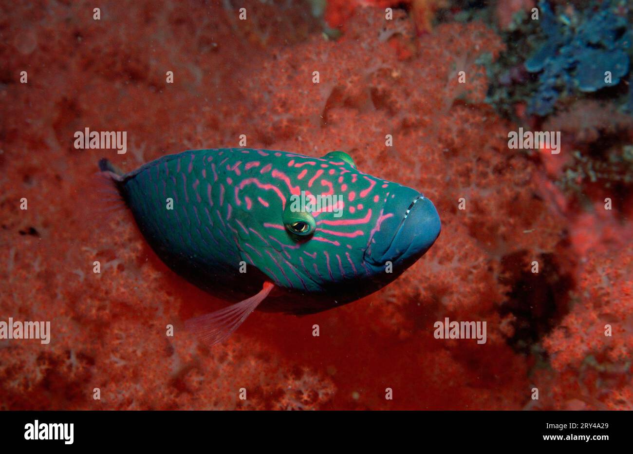Cheeklined Wrasse, Komodo national park, Indonesia (Oxycheilinus ...