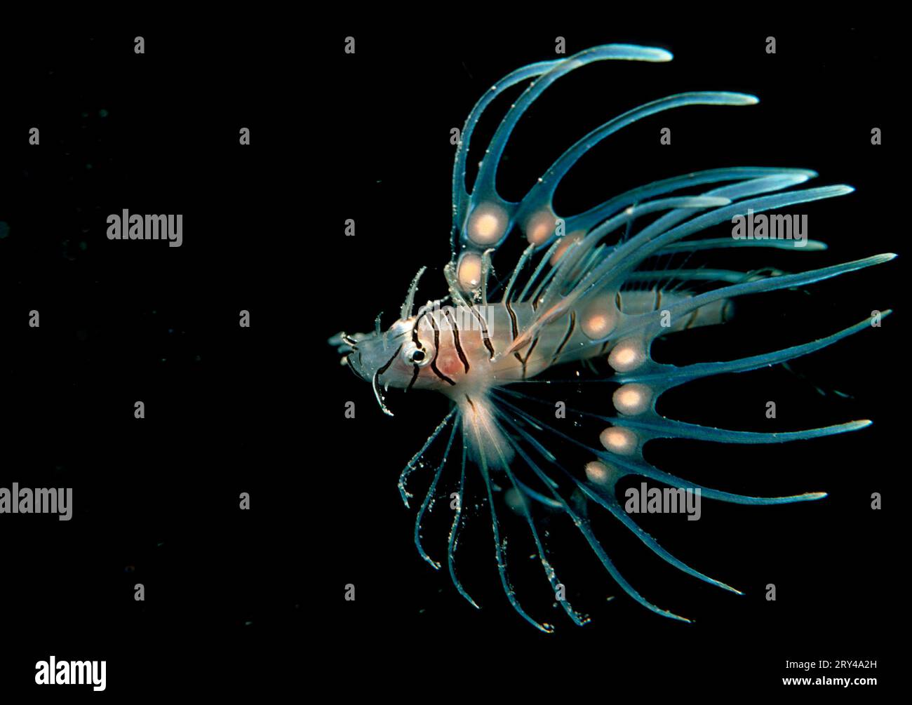 Indigenous fish species hi-res stock photography and images - Alamy