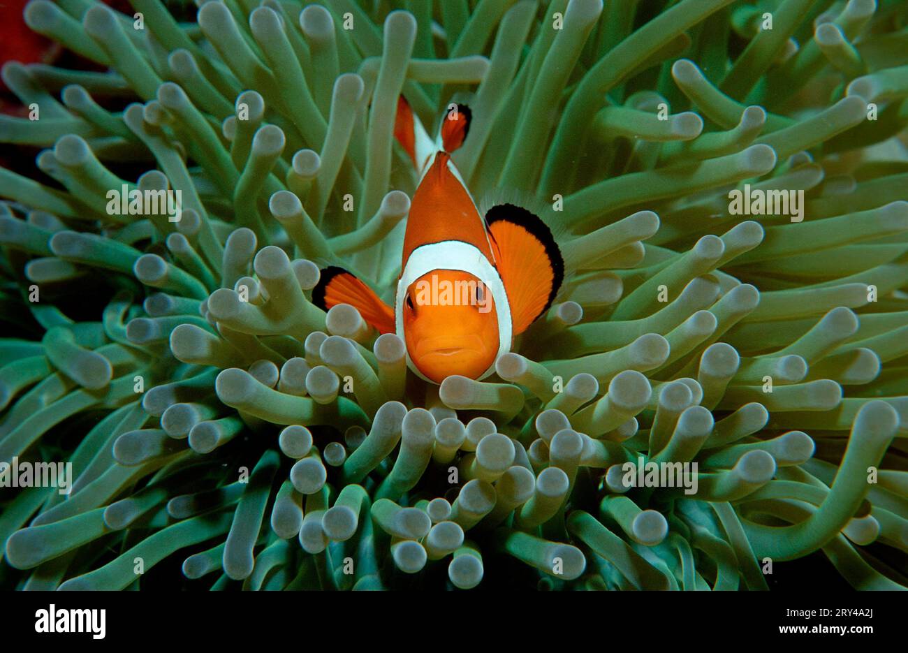 Ocellaris Clownfish (Amphiprion ocellaris), clownfish Stock Photo - Alamy