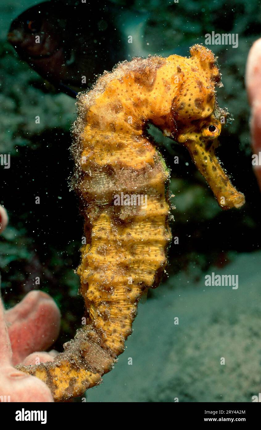 Longsnout Seahorse (Hippocampus reidi), side Stock Photo - Alamy