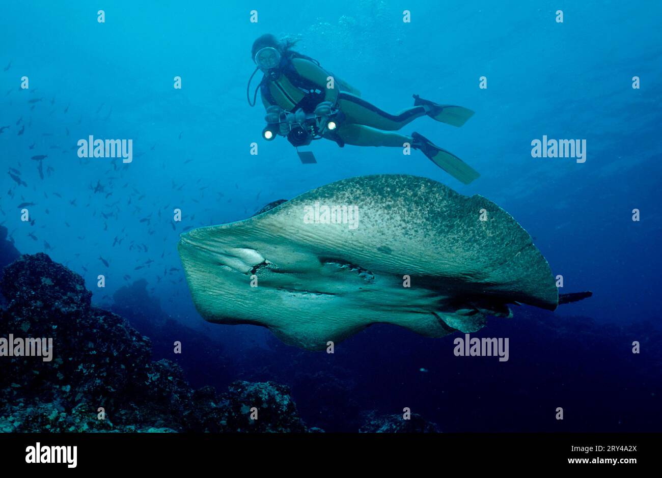 Round Ribbontail Ray and Blackspotted stingray (Taeniura meyeni ...
