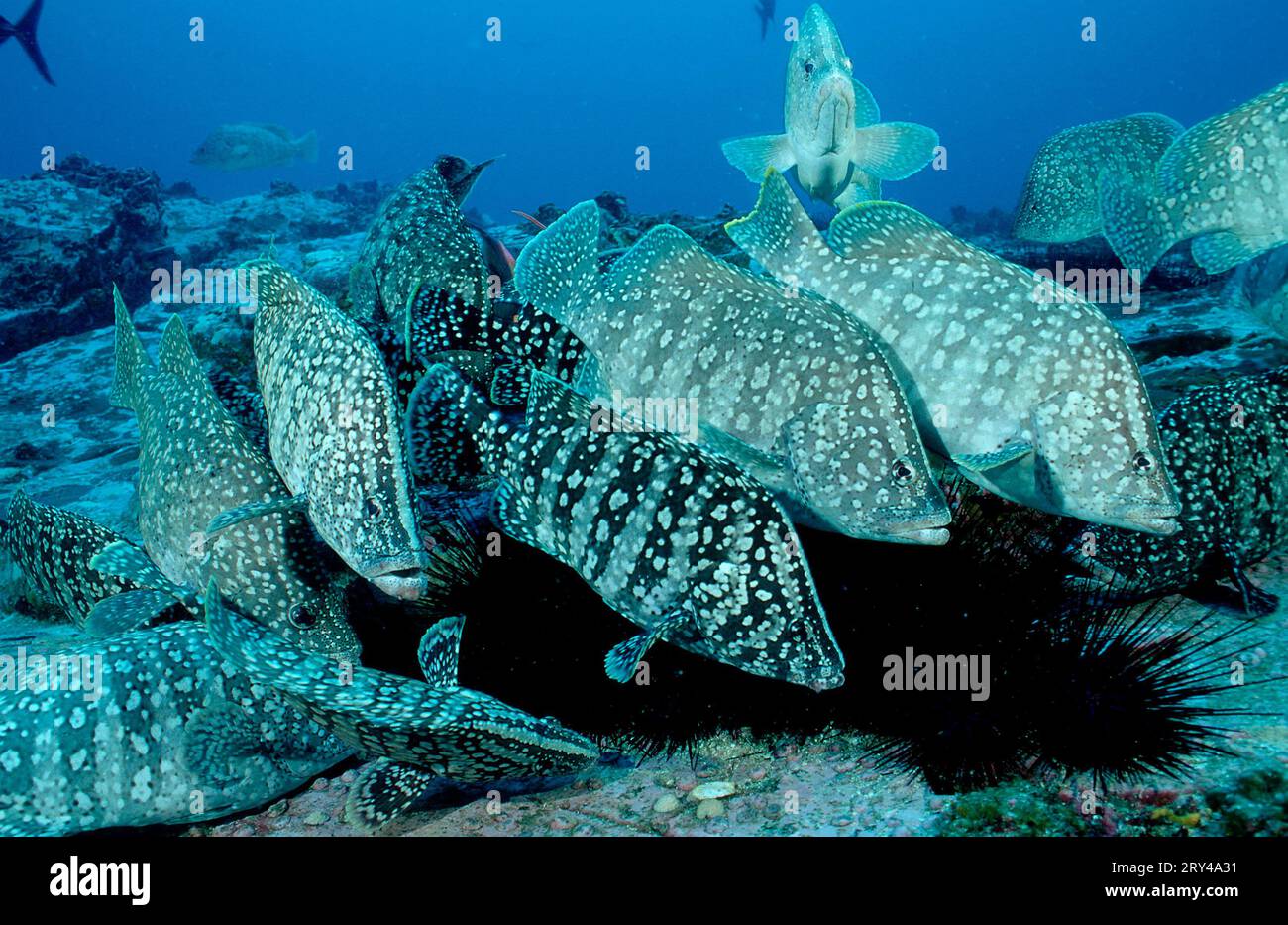 Marbled Grouper (Dermatolepis inermis), Other animals, other animals ...