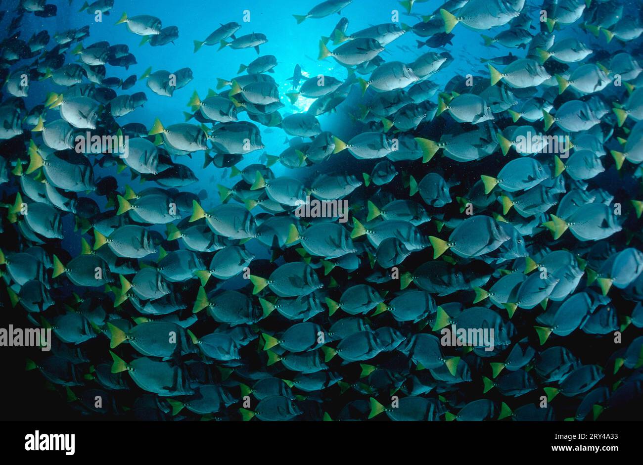 Yellow-tailed Surgeonfish, Galapagos Islands, Ecuador (Prionurus ...