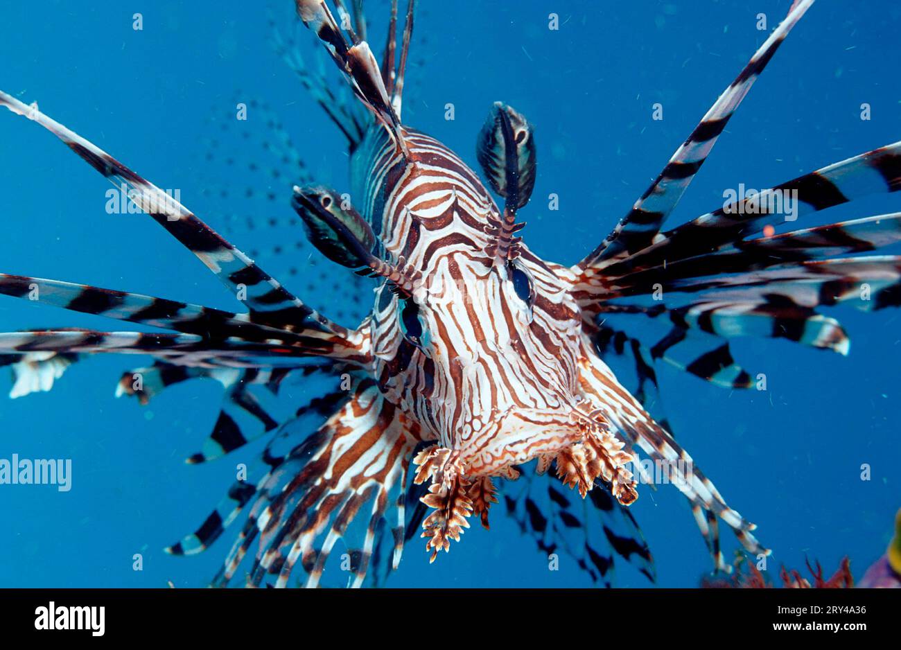 Lionfish, Komodo Pacific red lionfish (Pterois volitans), Indonesia ...