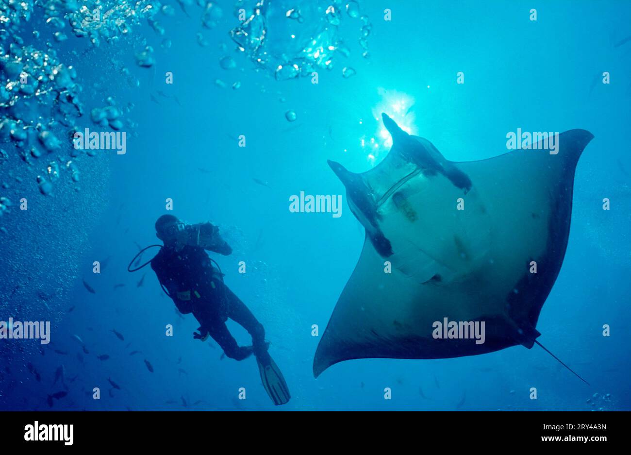 Devil ray and cocos hi-res stock photography and images - Alamy