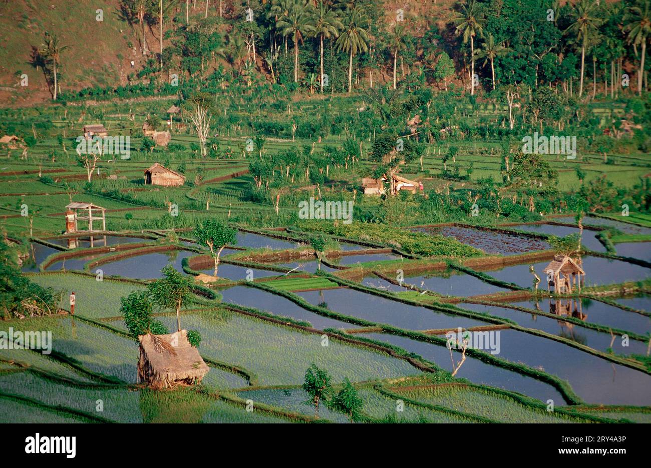 Aerial overview bali rice terraces hi-res stock photography and images ...