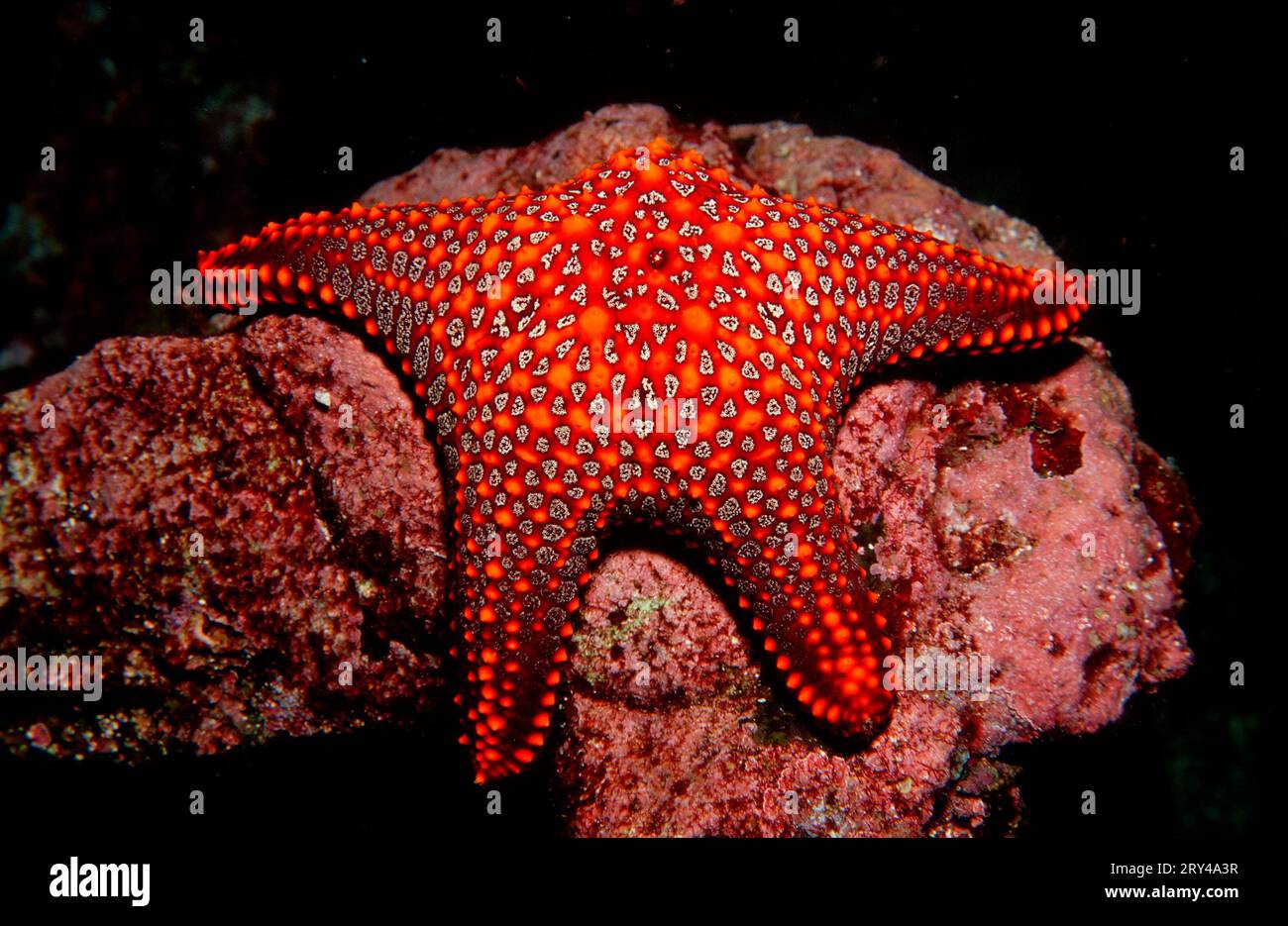 Panamic Cushion Star, Galapagos Islands, Ecuador (Pentaceraster cumingi ...