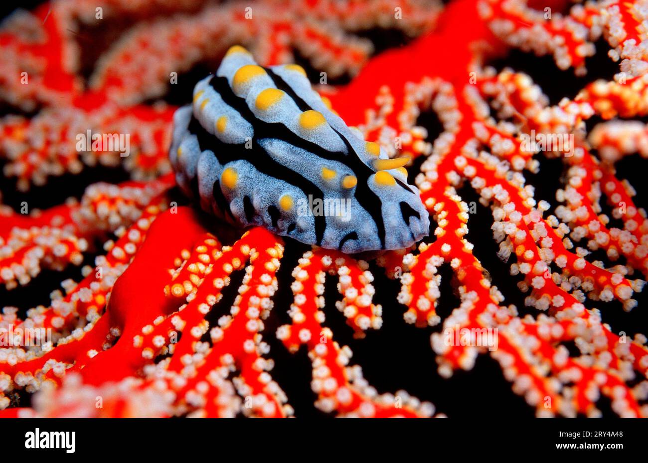 Blue Candy Nudibranch, Komodo national park, Indonesia, Blue candy ...