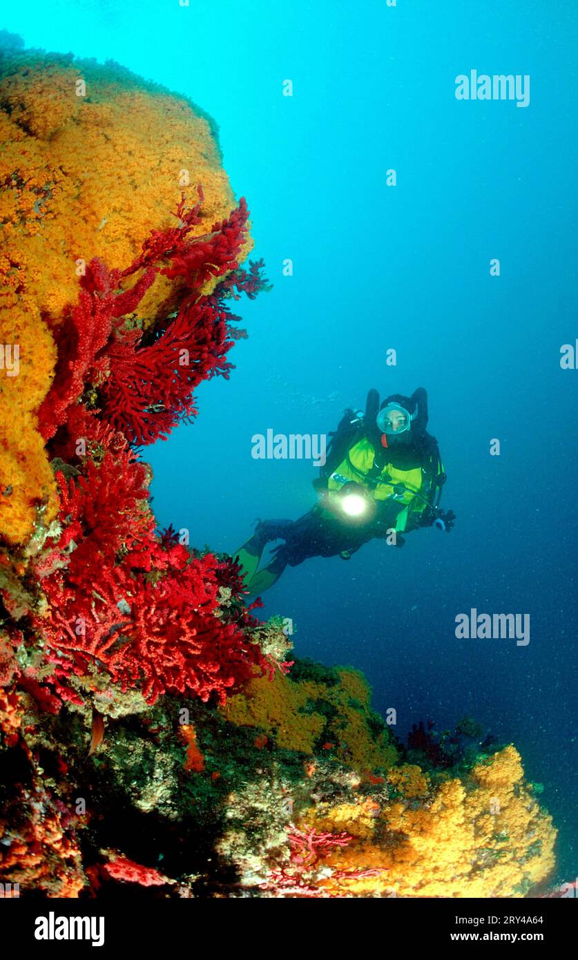 Diver with rebreather on coral reef, Costa Brava, Spain Stock Photo - Alamy