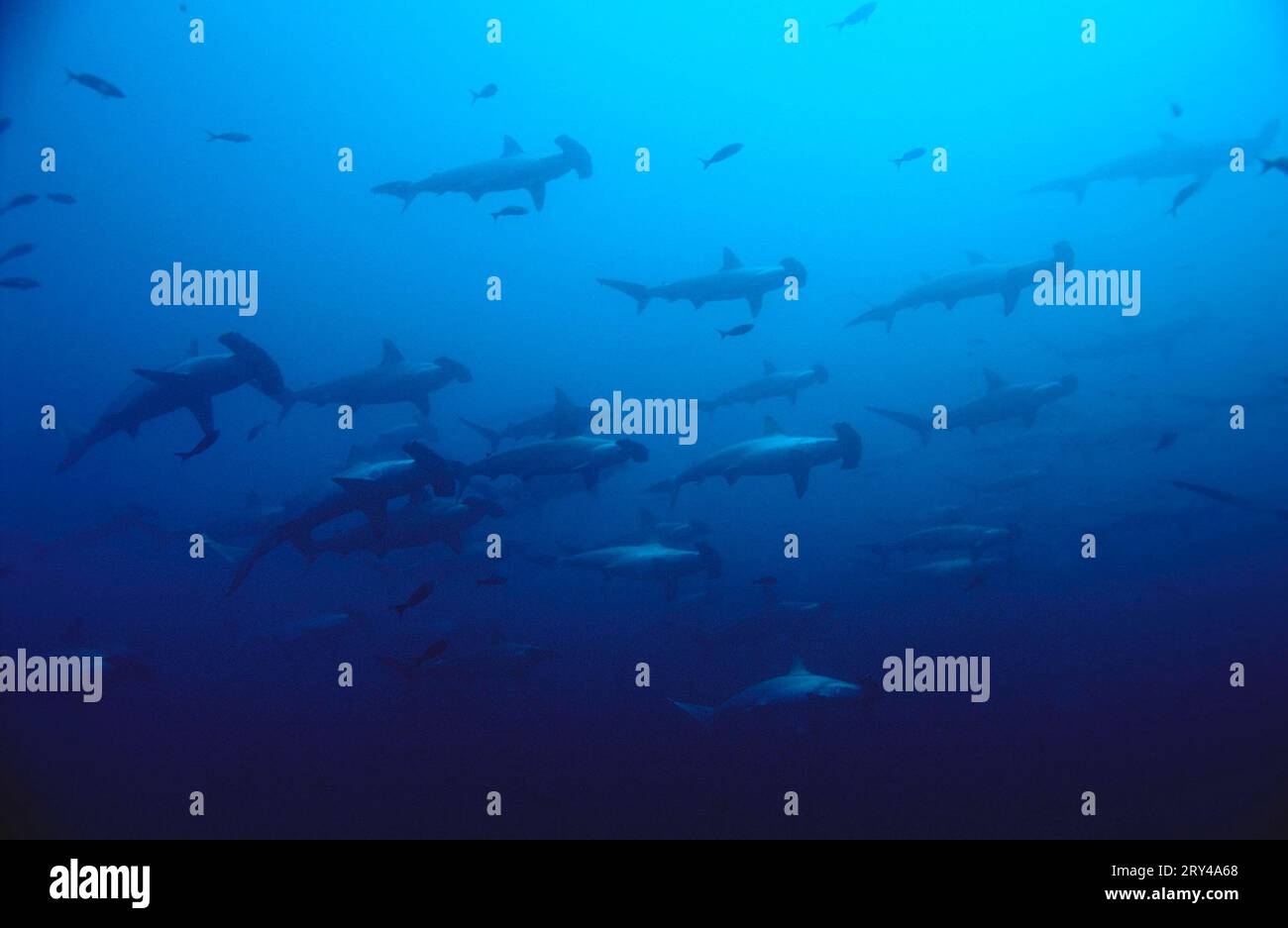 Scalloped Hammerhead (Sphyrna lewini) Sharks, Galapagos Islands ...