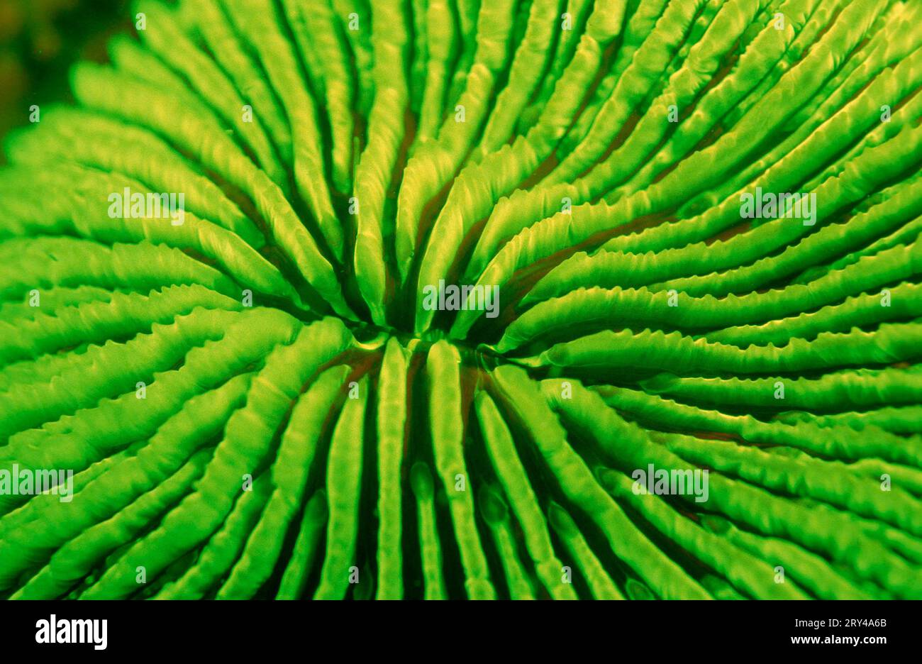 Mushroom Coral, Komodo national park, Indonesia (Ctenactis echinata ...