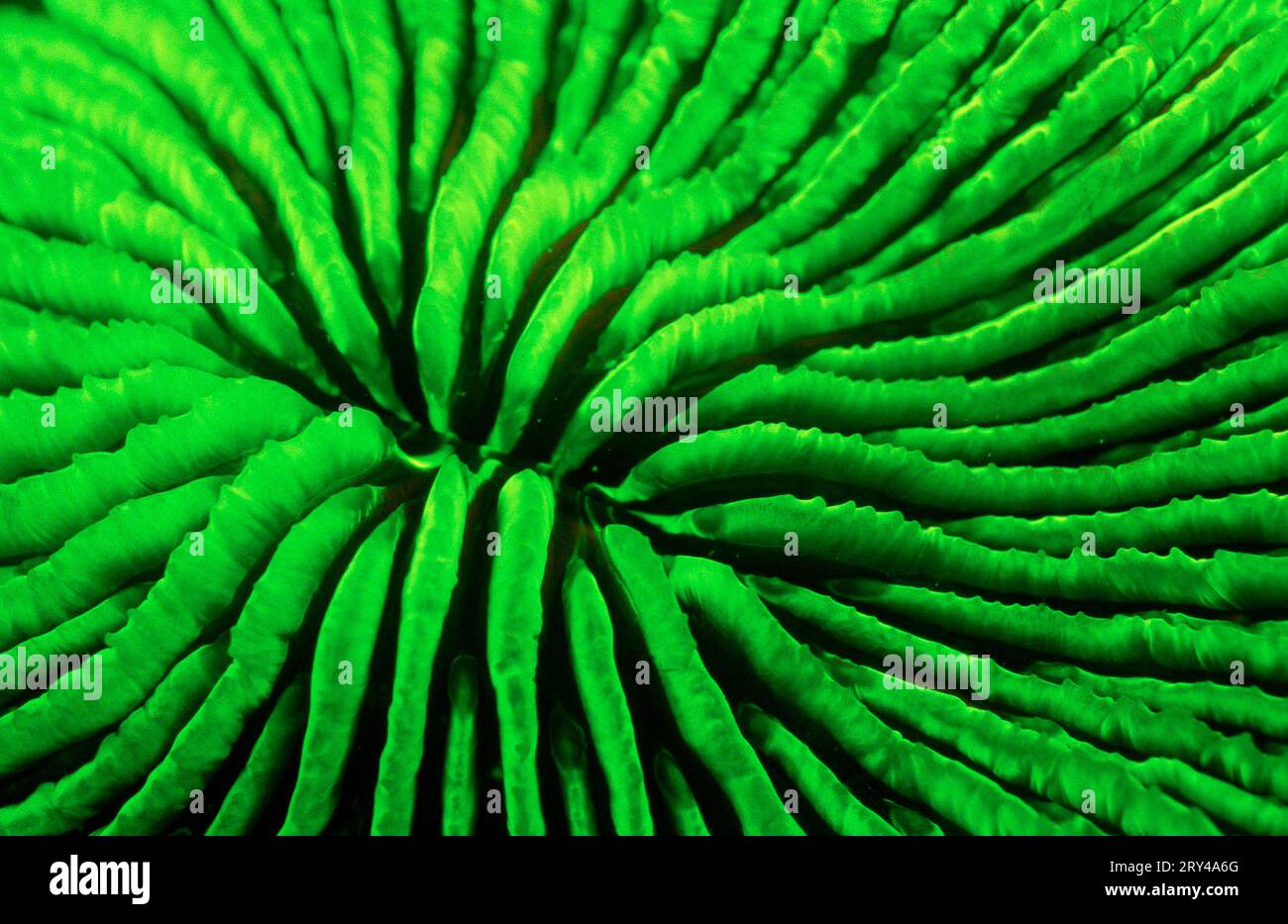Mushroom Coral, Komodo national park, Indonesia (Ctenactis echinata ...