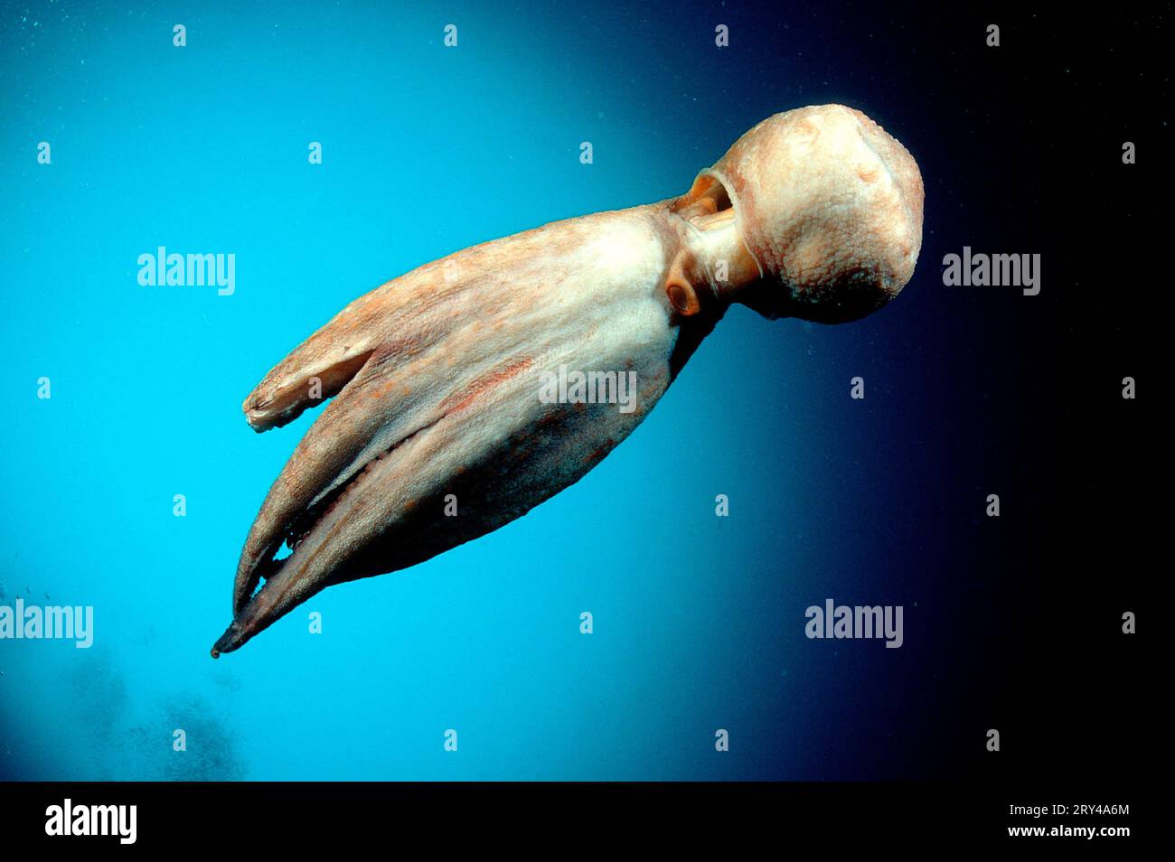 Common European Octopus, Costa Brava, Spain (Octopus vulgaris), Common ...