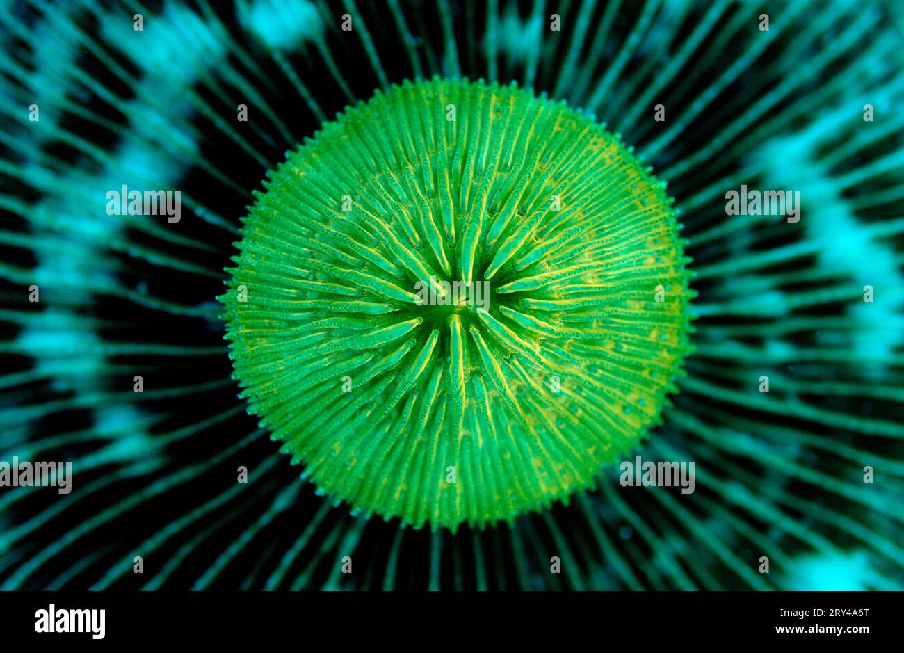 Mushroom Coral, Komodo national park, Indonesia (Ctenactis echinata ...