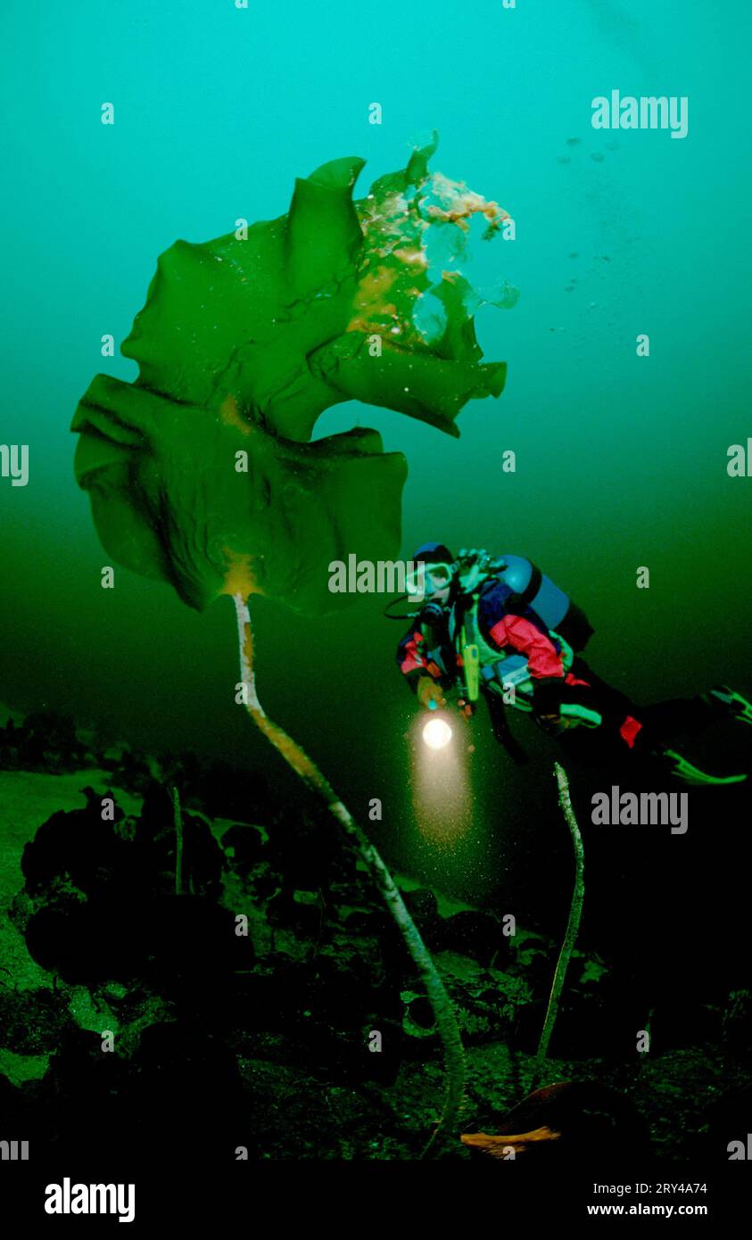 Diver and Kelp, Norway, diver and kelp, under water, Atlantic, sea ...