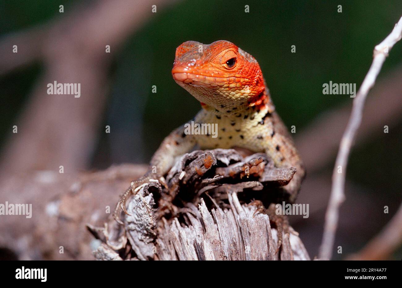Lava Lizard (Microlophus), Galapagos Islands, Lava lizard Galapogos ...