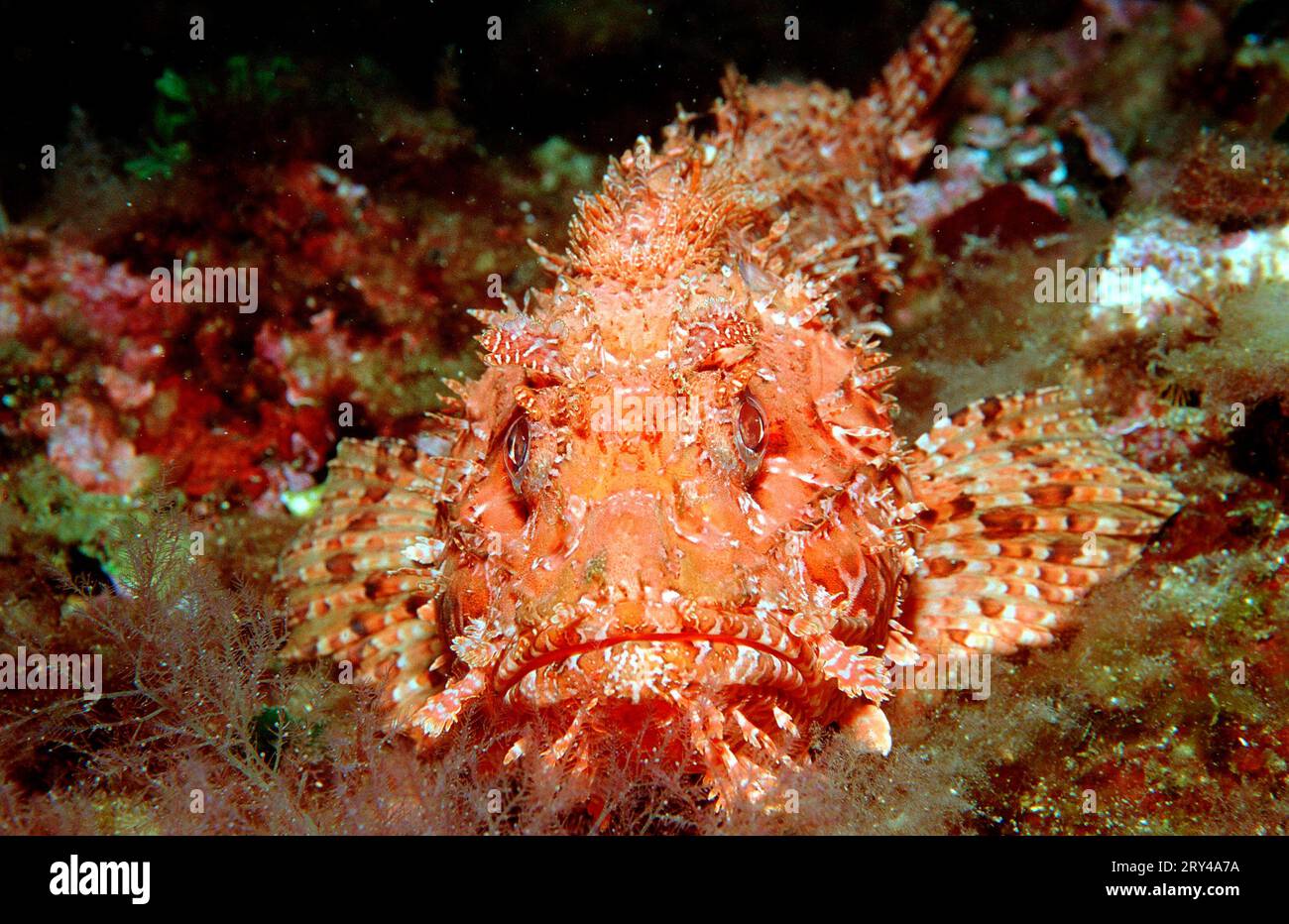 Large Scaled Scorpionfish, Costa Brava, Spain, Bigscale Scorpionfish ...