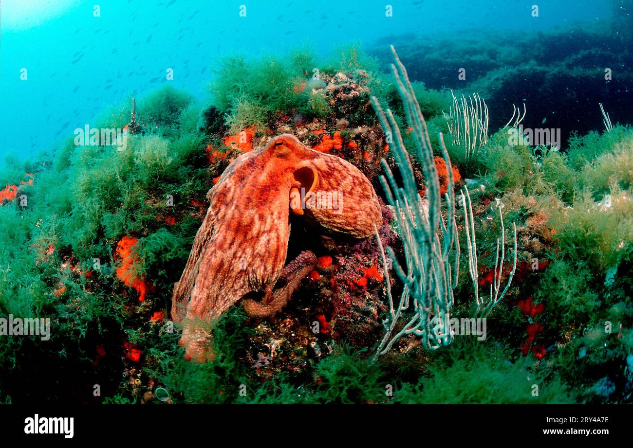 Common atlantic octopus hi-res stock photography and images - Alamy