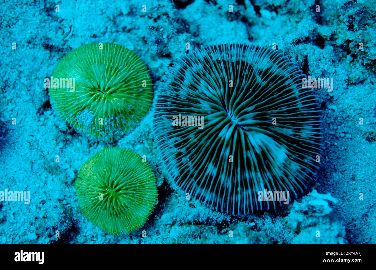 Mushroom Corals, Komodo national park, Indonesia (Ctenactis echinata ...