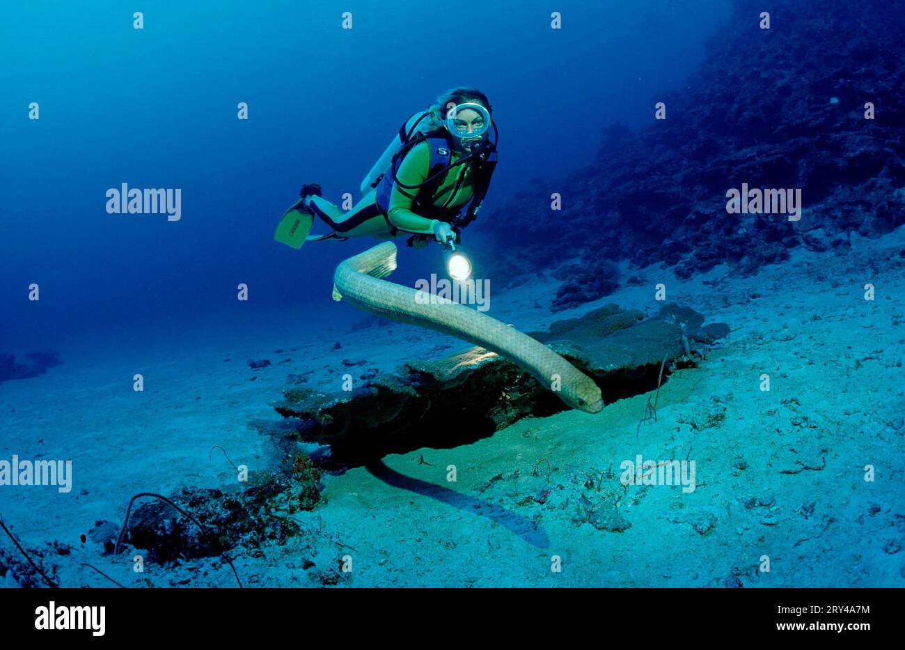 Olive Sea Snake Aipysurus Laevis Swimming Underwater In Australia