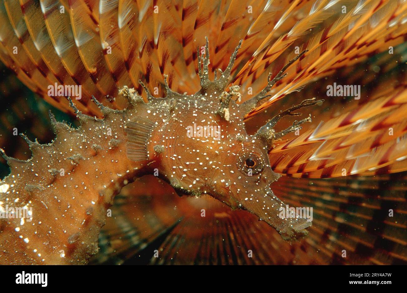 Euroepan Sea Horse, Long snouted seahorse (Hippocampus ong snouted ...