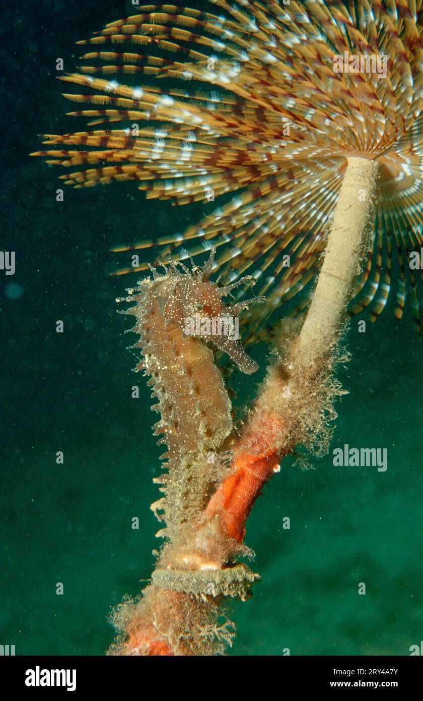 Euroepan Sea Horse, Long snouted seahorse (Hippocampus ong snouted ...