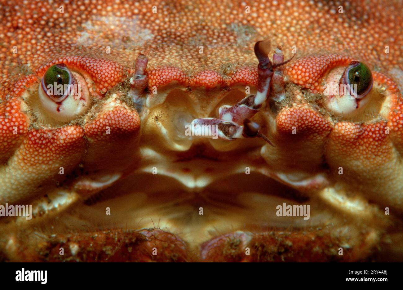 Cancer pagurus baltic sea hi-res stock photography and images - Alamy