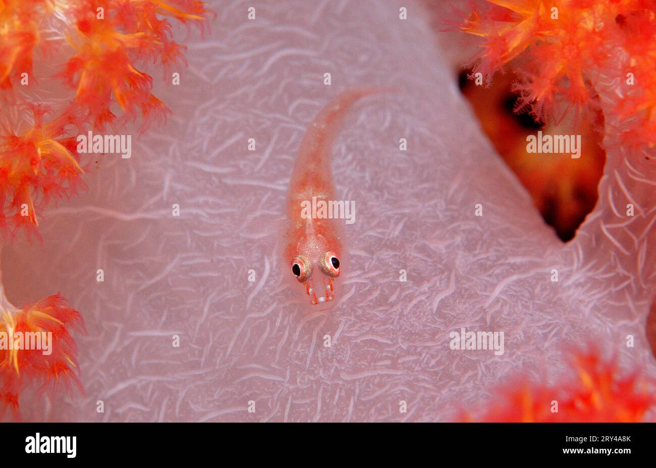 Common Ghost Goby (Pleurosicya mossambica), Komodo national park ...