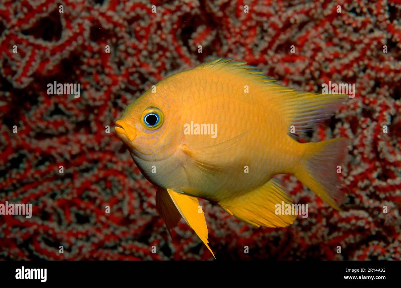 Golden Damselfish (Amblyglyphidodon aureus), Fiji Islands, side Stock ...