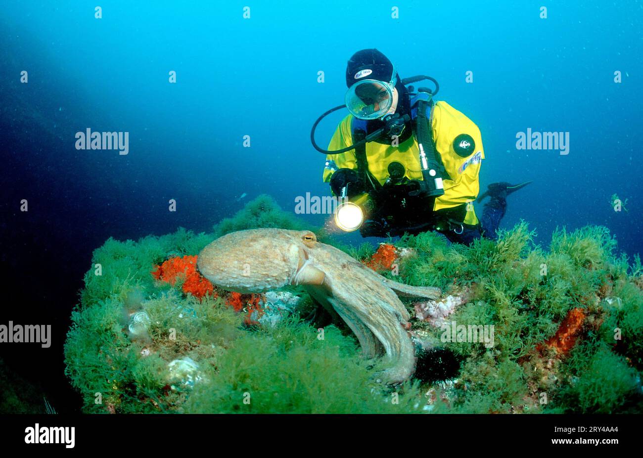 Common European Octopus and diver, Costa Brava, Spain (Octopus vulgaris ...