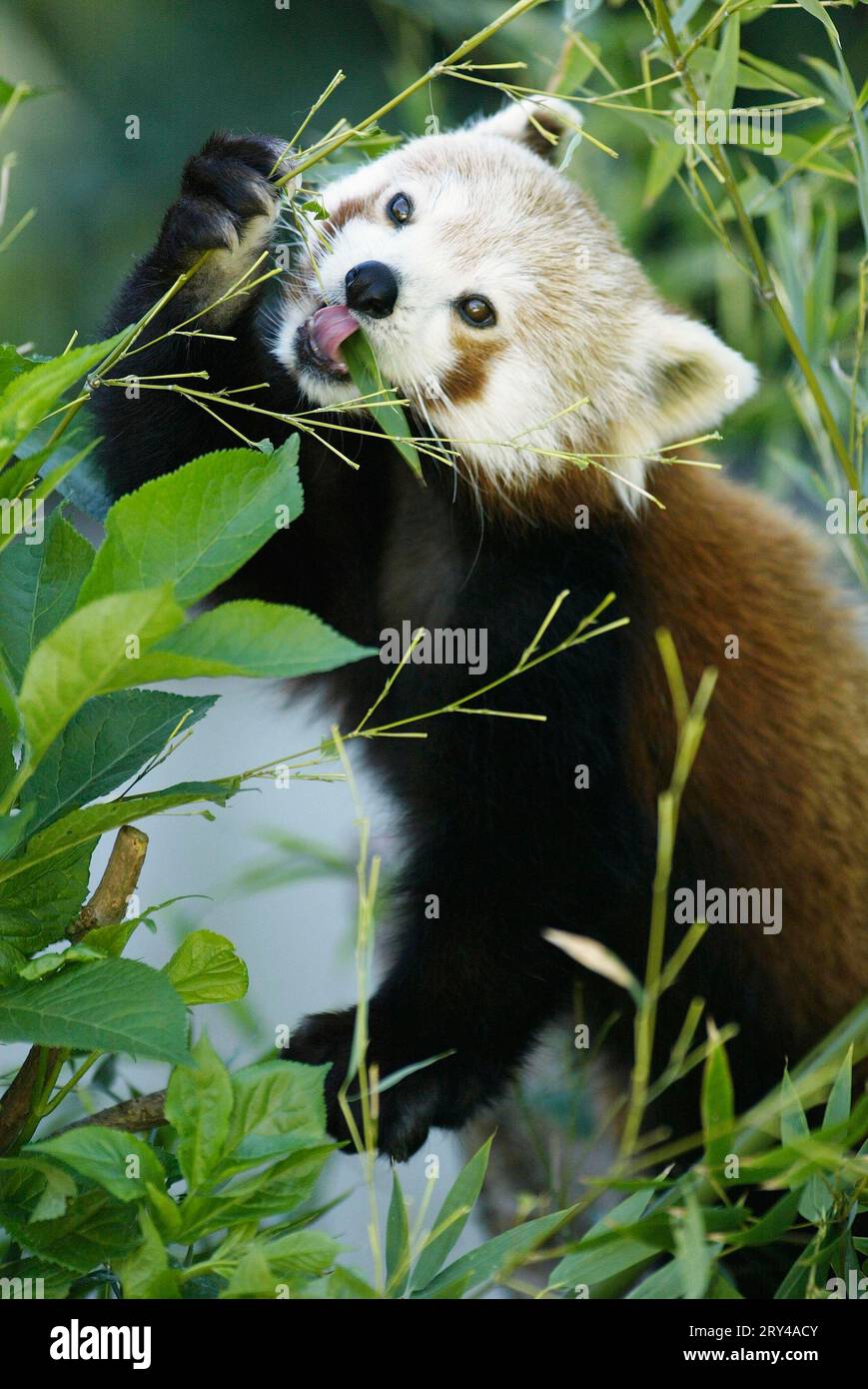Juvenile red panda hi-res stock photography and images - Alamy