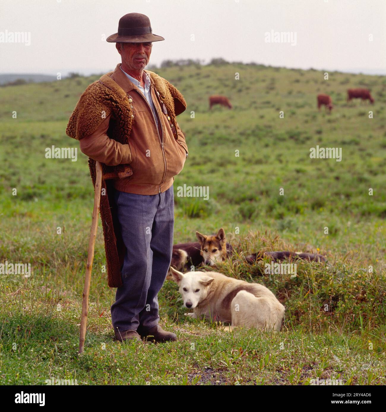 Portuguese shepherd dog hi-res stock photography and images - Alamy